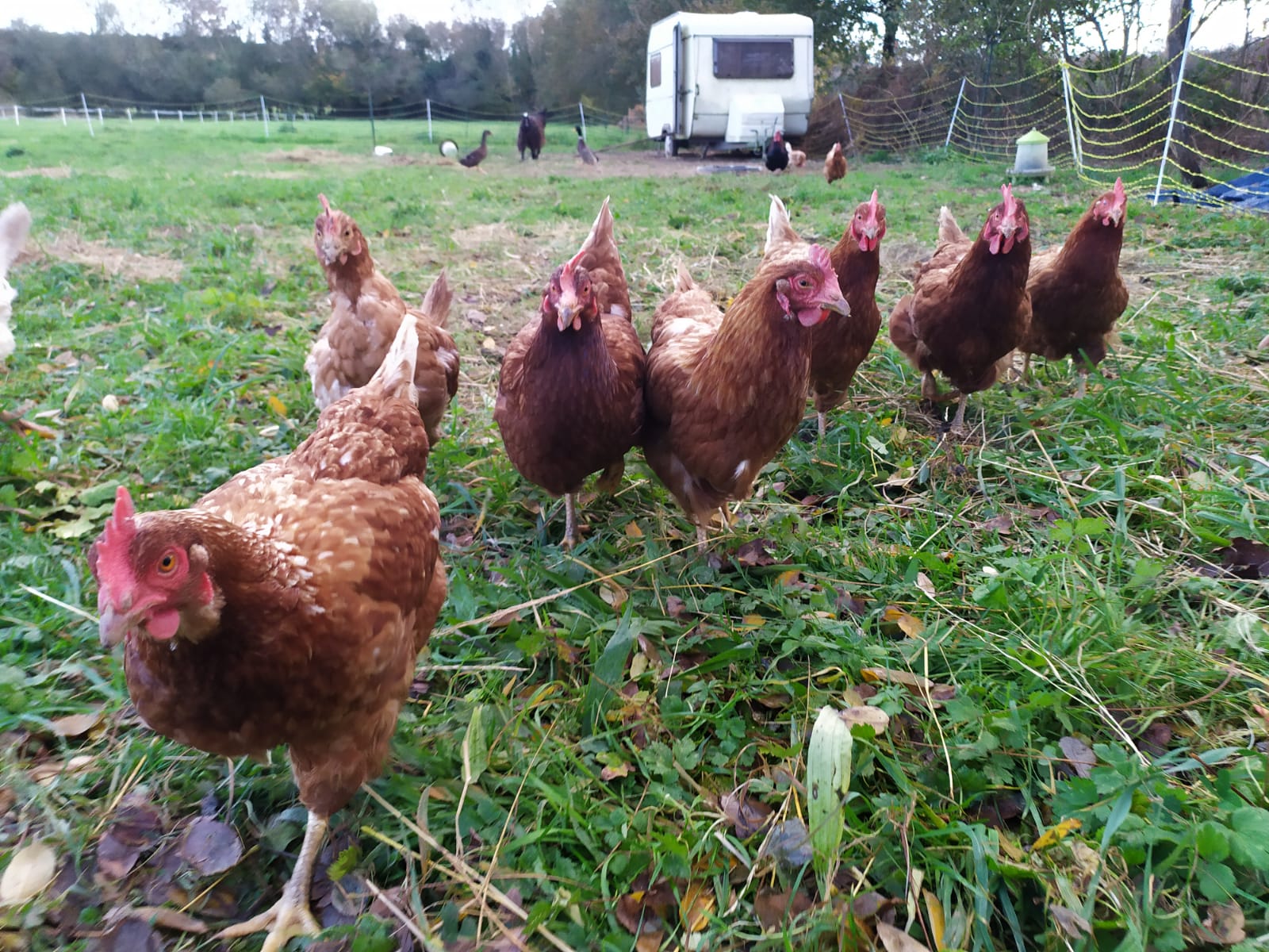 Sauvetage poules de réforme - Les caquetteuses