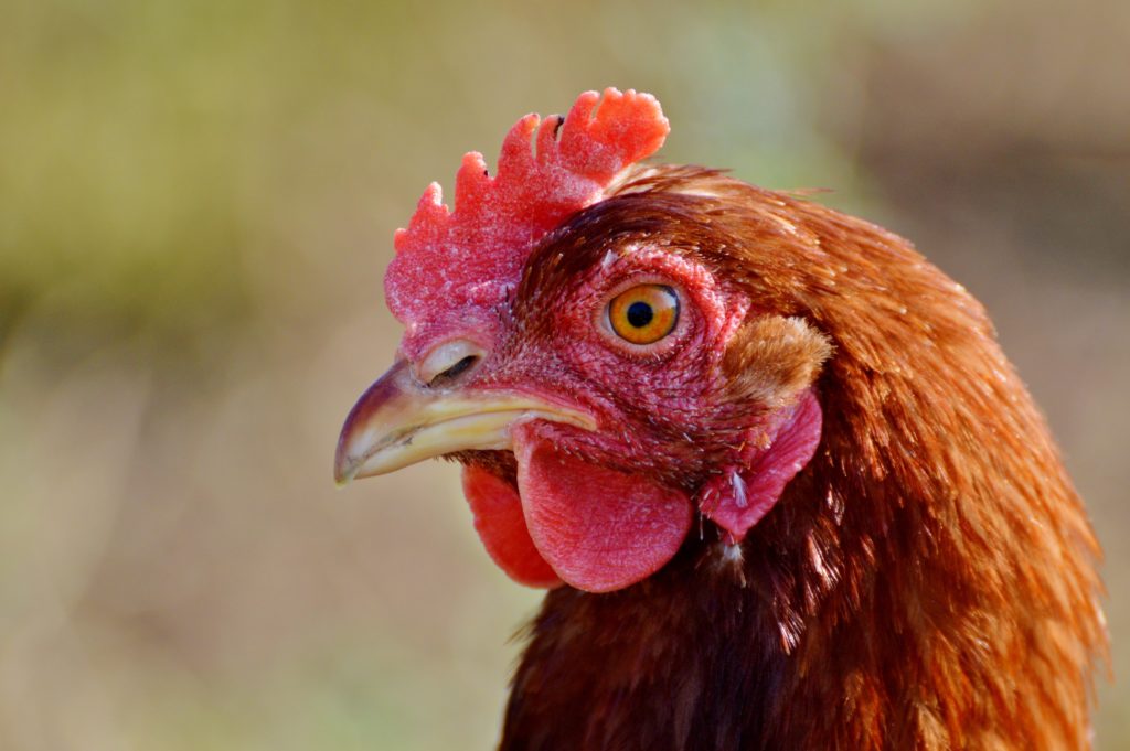 Sauvetage poules de réforme - Les caquetteuses